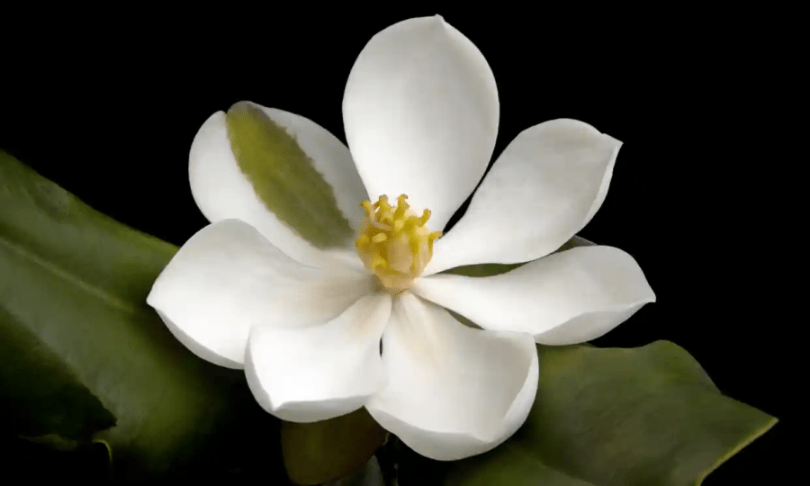 Lost and found: how a photographer sniffed out the magnolia species not ...