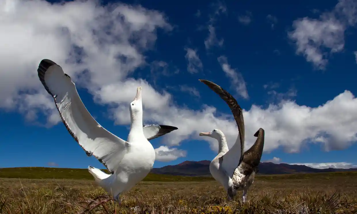 Rescuing endangered seabirds: world’s biggest single operation to ...