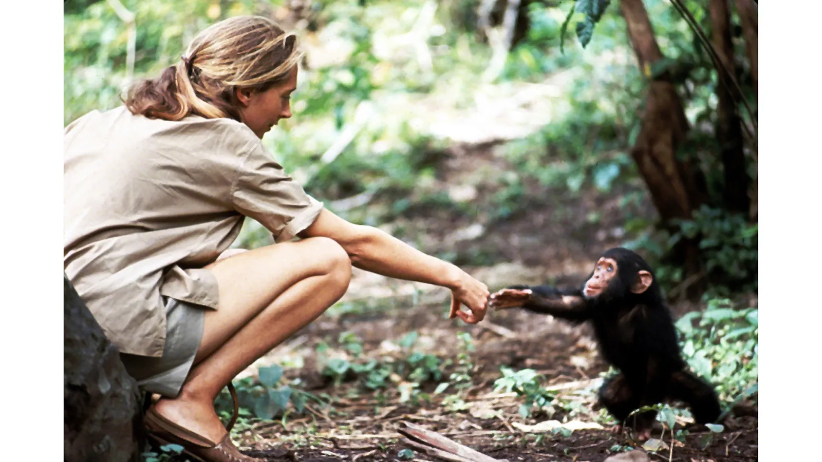 The human-chimp bond captured in an iconic photo – After the truth-shower