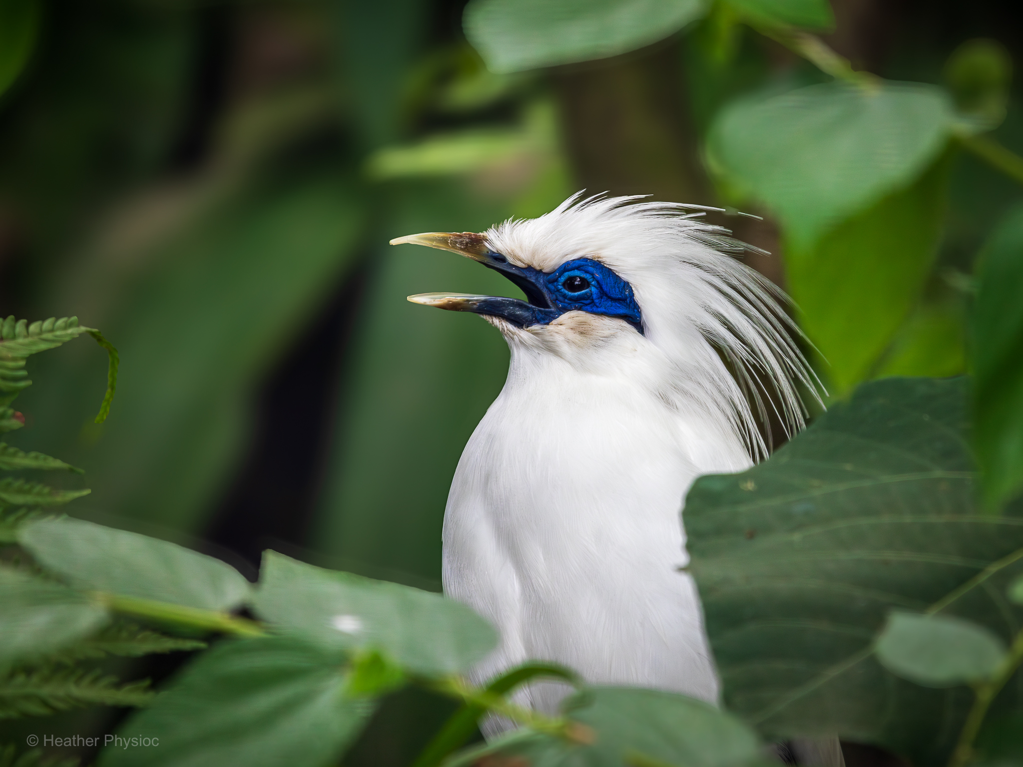 Indigenous-led protections spark Bali starling’s recovery in the wild ...