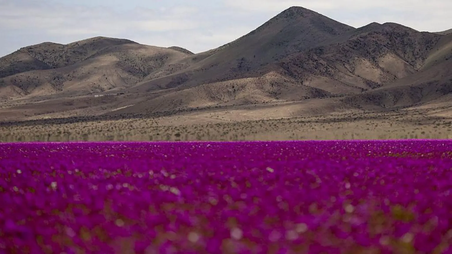 Rare wildflowers blanket Atacama desert – After the truth-shower